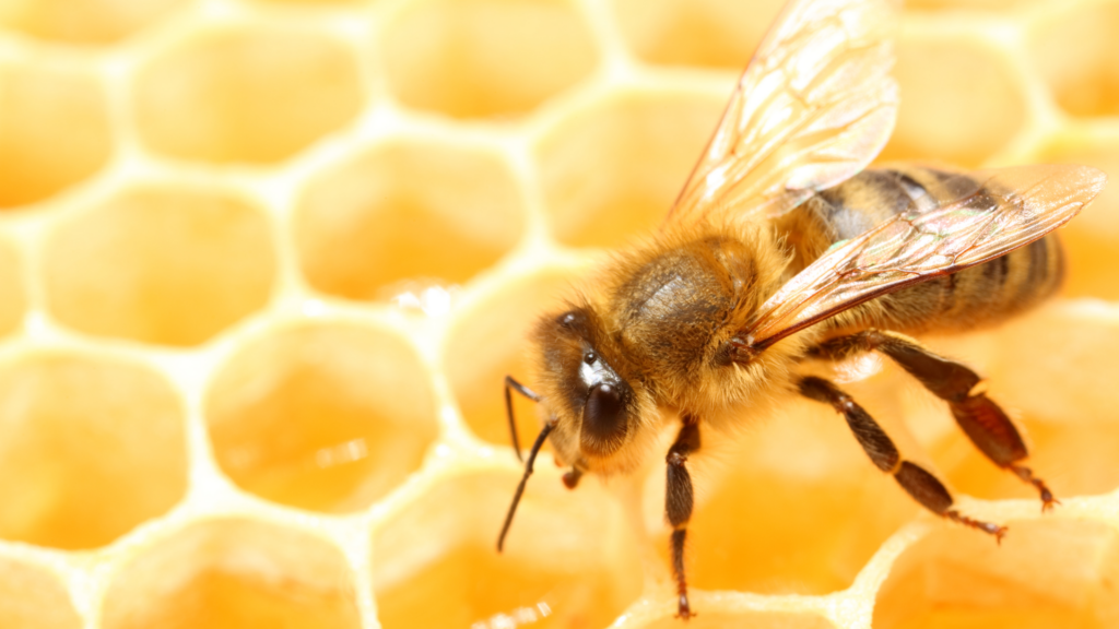 Die Welt der Bienen - Tag der Erde